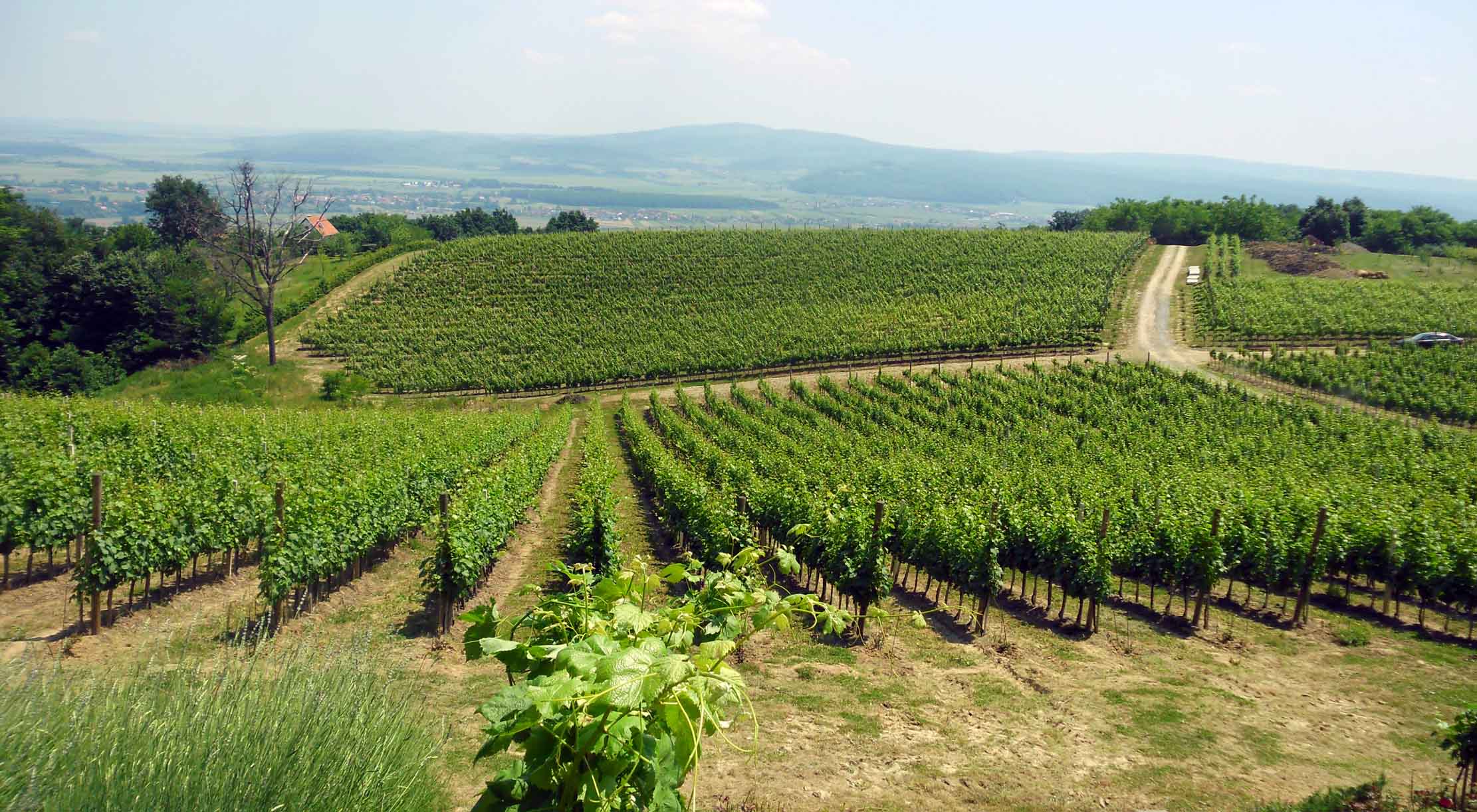Pleternica stihom u cvatu graševine i vina | Akademija Art Zagreb