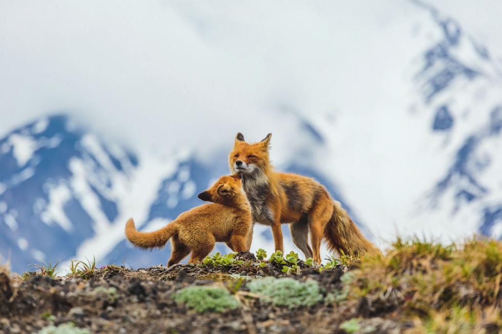 Divlja priroda Rusije u svojoj raskoši